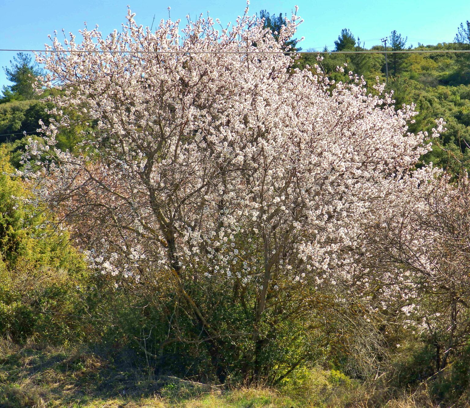 Αμυγδαλιά, το δέντρο της ελπίδας - thesekdromi.gr